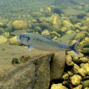 L’Alose feinte de Méditerranée - MRM
