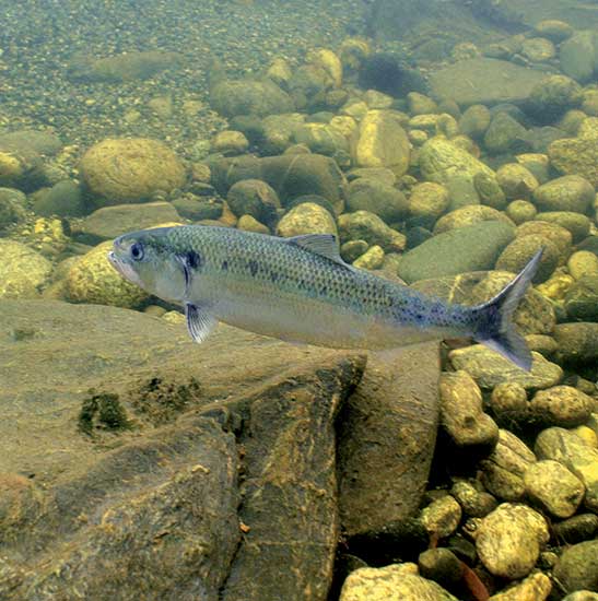 L’Alose feinte de Méditerranée - MRM